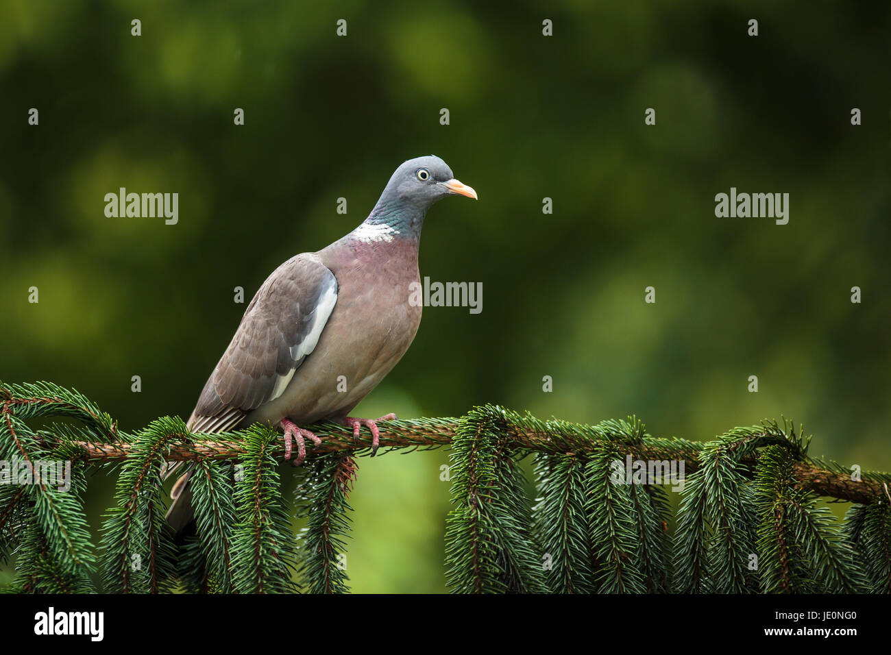 White Beak Rush High Resolution Stock Photography and Images - Alamy