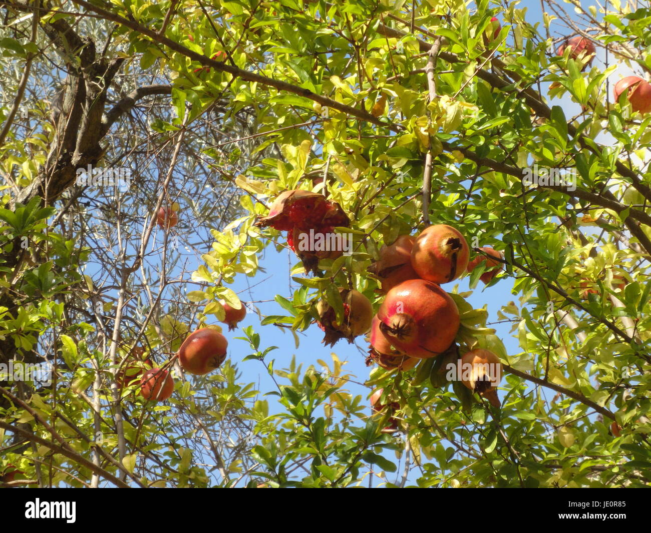 Pomegranate plants hi-res stock photography and images - Alamy