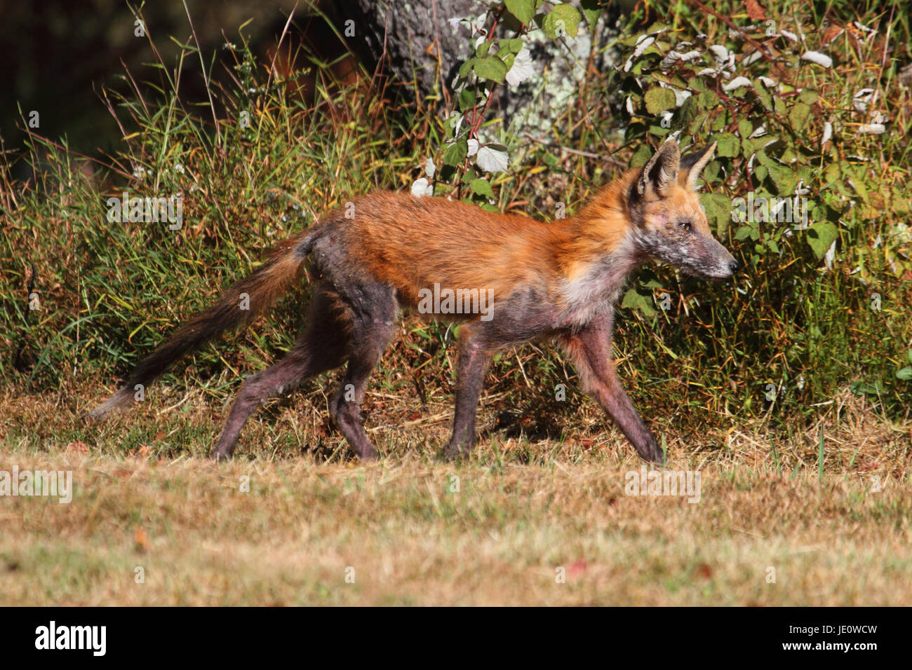 Mangy fox hi-res stock photography and images - Alamy