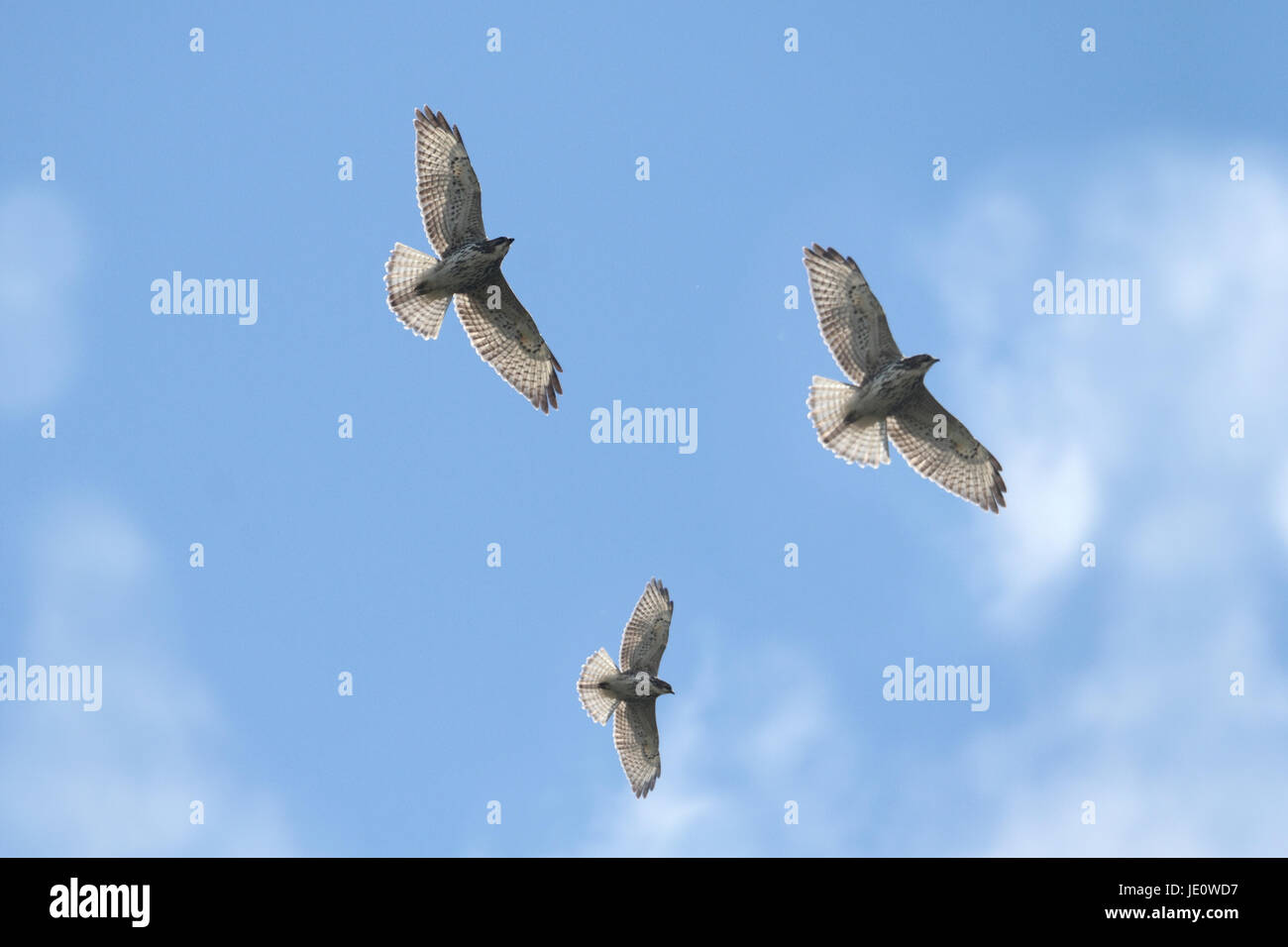 Broad-winged Hawks (Buteo platypterus) flying against a blue sky Stock ...