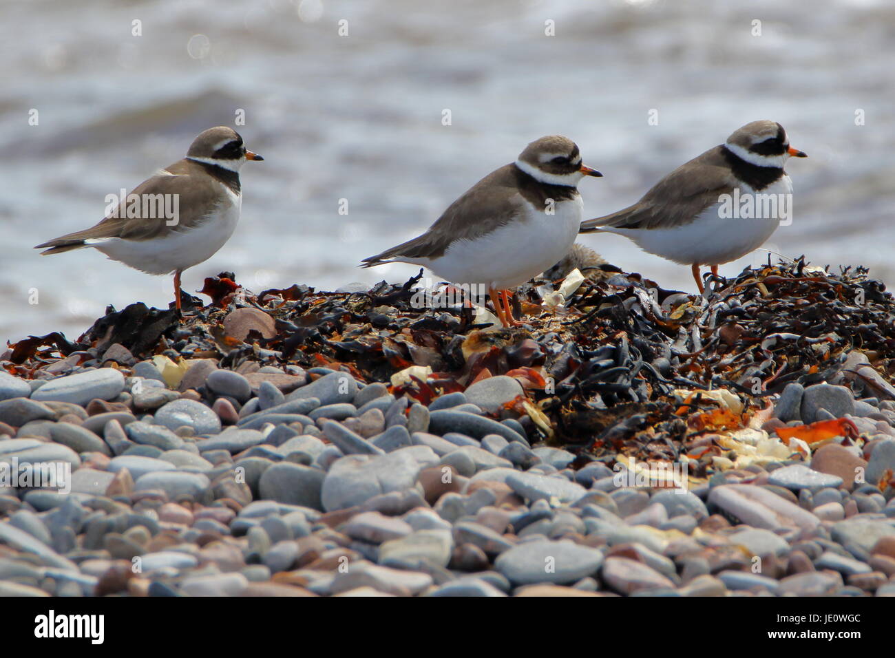 Shore plovers hi-res stock photography and images - Alamy