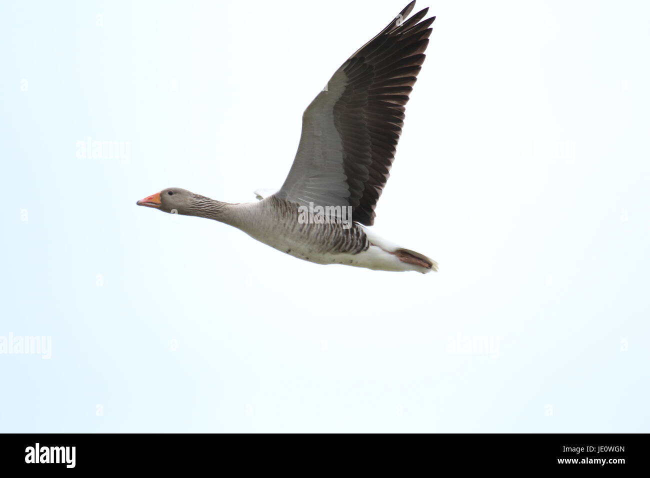 Grey goose in flight hi-res stock photography and images - Alamy