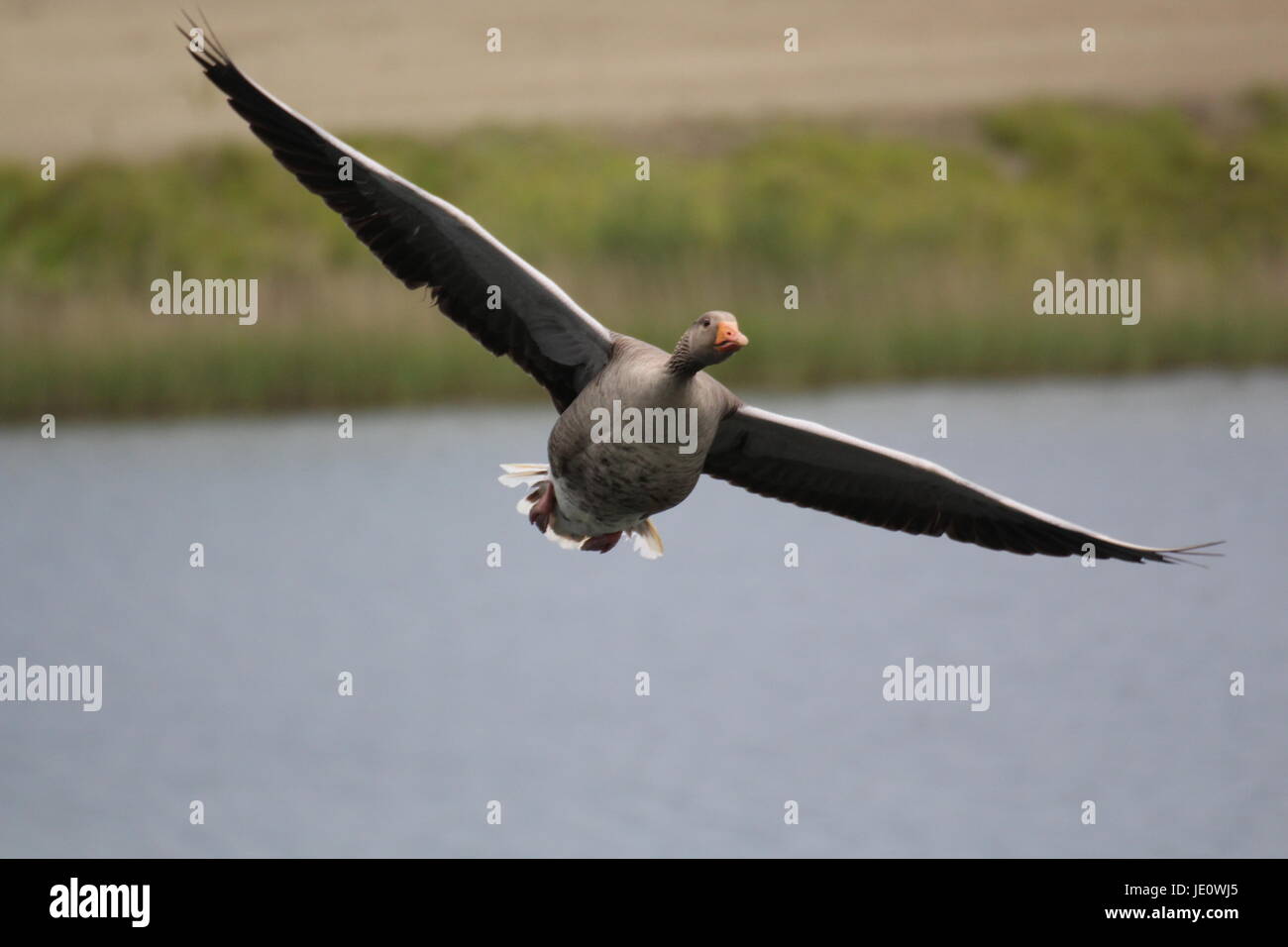 Grey goose in flight hi-res stock photography and images - Alamy