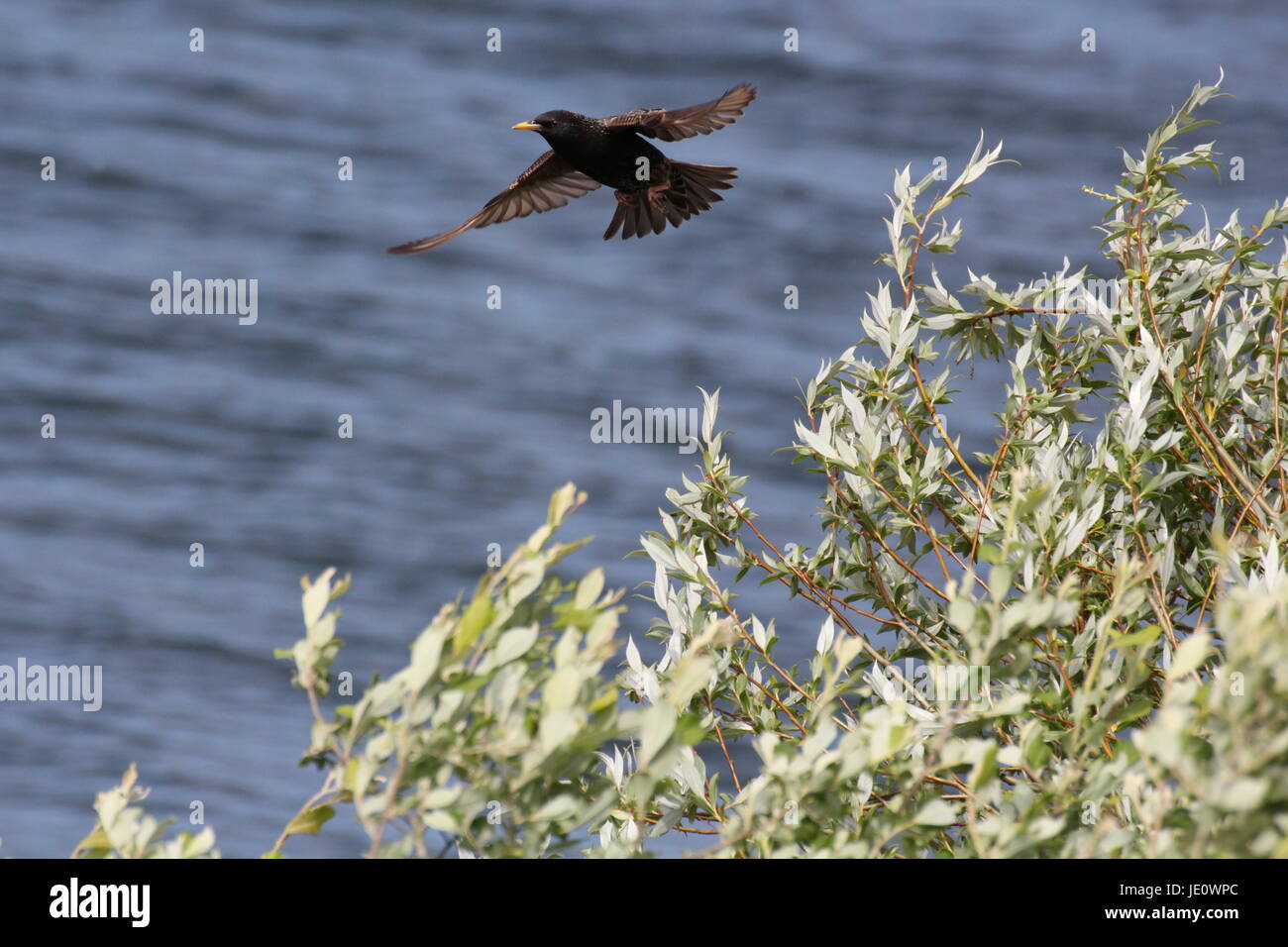 Starling in flight Stock Photo - Alamy
