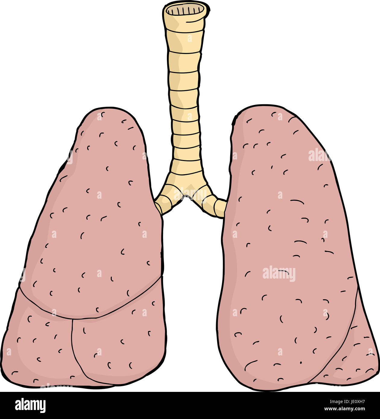 Isolated hand drawn cartoon human lungs over white Stock Photo - Alamy