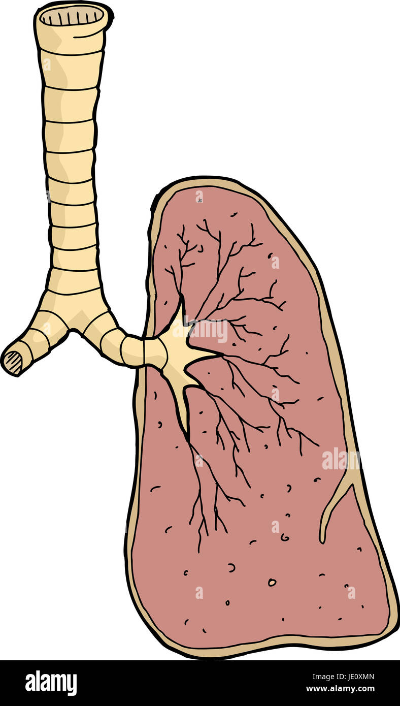 Single hand drawn human lung and trachea Stock Photo - Alamy