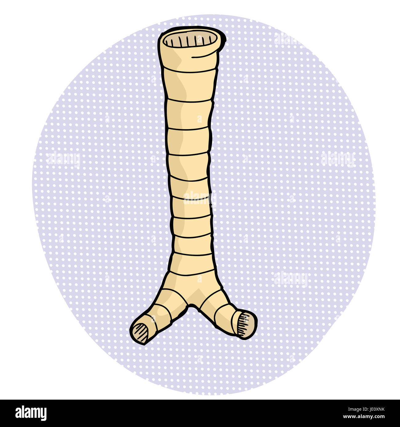 Single human windpipe drawing over purple background Stock Photo - Alamy