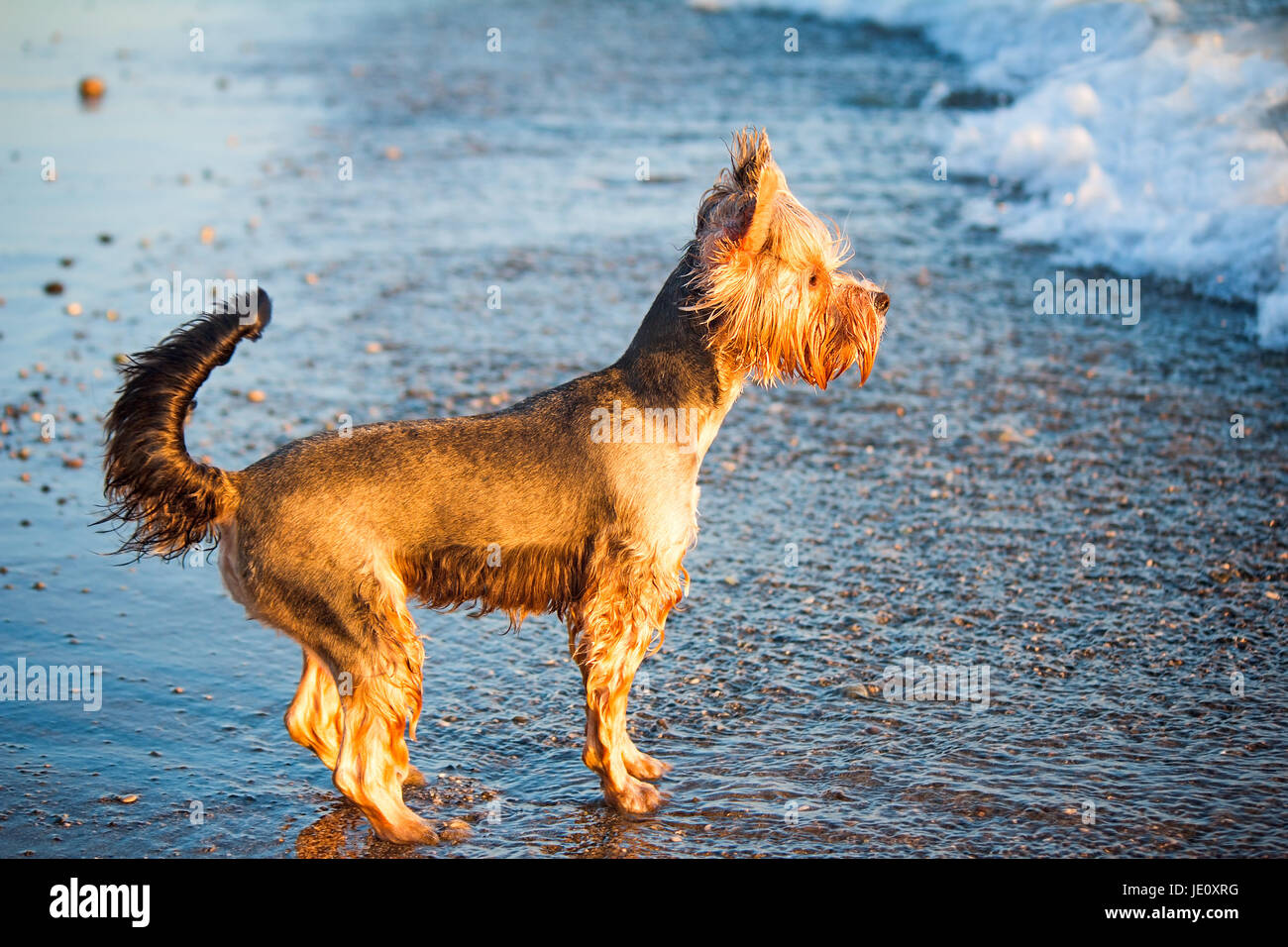 Beautiful pedigree dog on the beach plays in the coastal strip of water ...