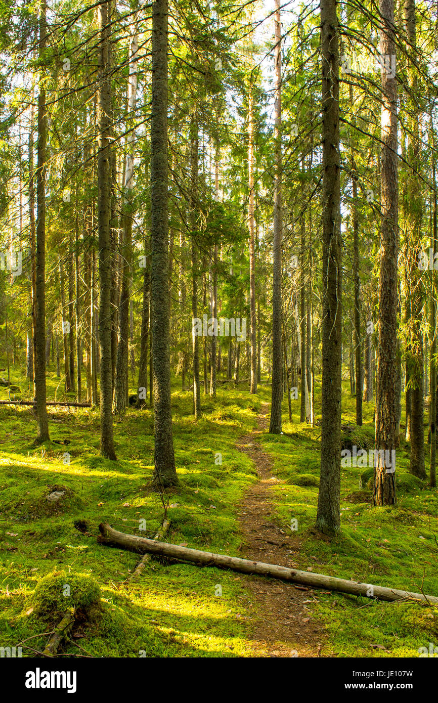 Hiking path in the virgin forest in Southern Finland Stock Photo - Alamy