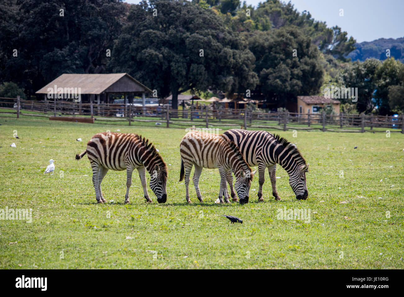 Zebra with birds hi-res stock photography and images - Alamy