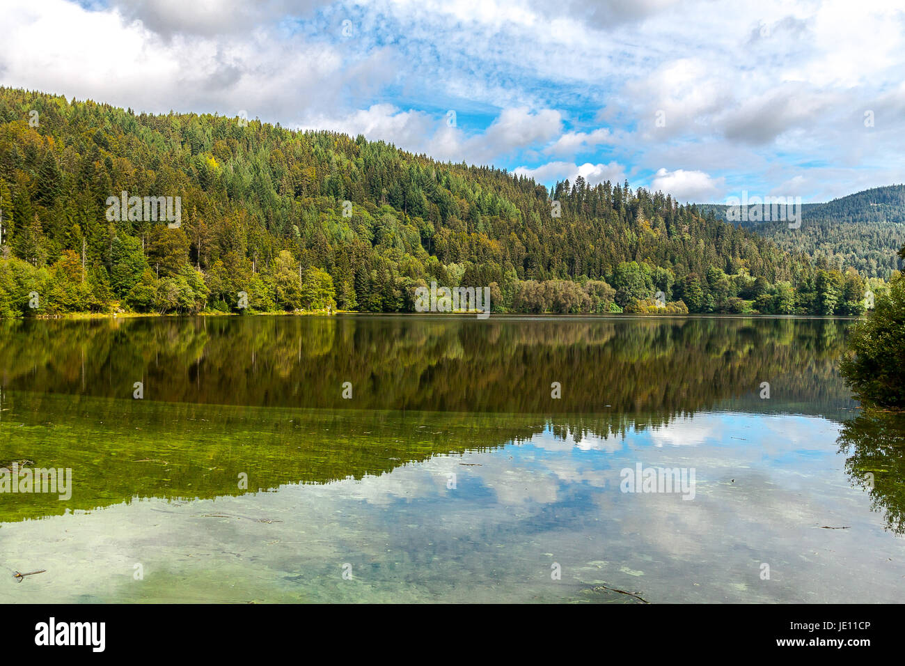 Wald algen hi-res stock photography and images - Alamy