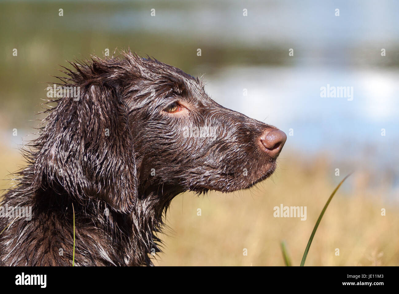 Liver flat coated retriever hi-res stock photography and images - Alamy