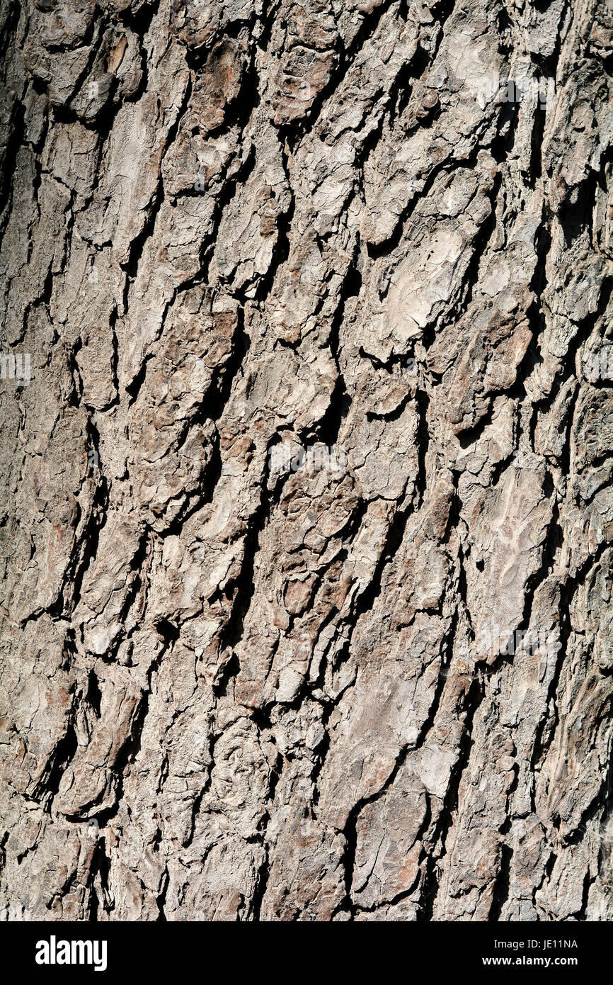 Chestnut bark hi-res stock photography and images - Alamy