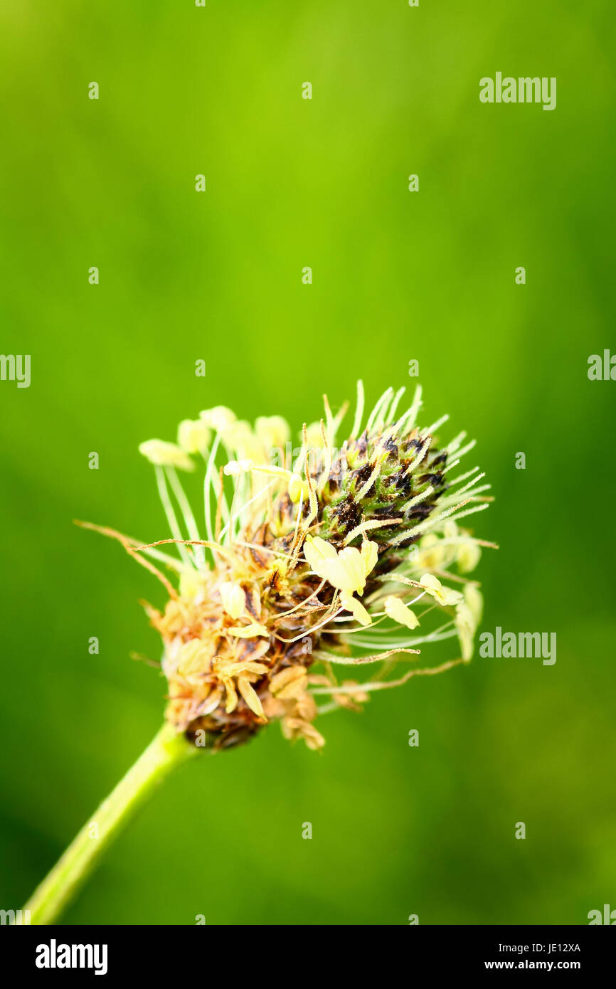 Close up of a grass seed head on a warm spring day Stock Photo - Alamy