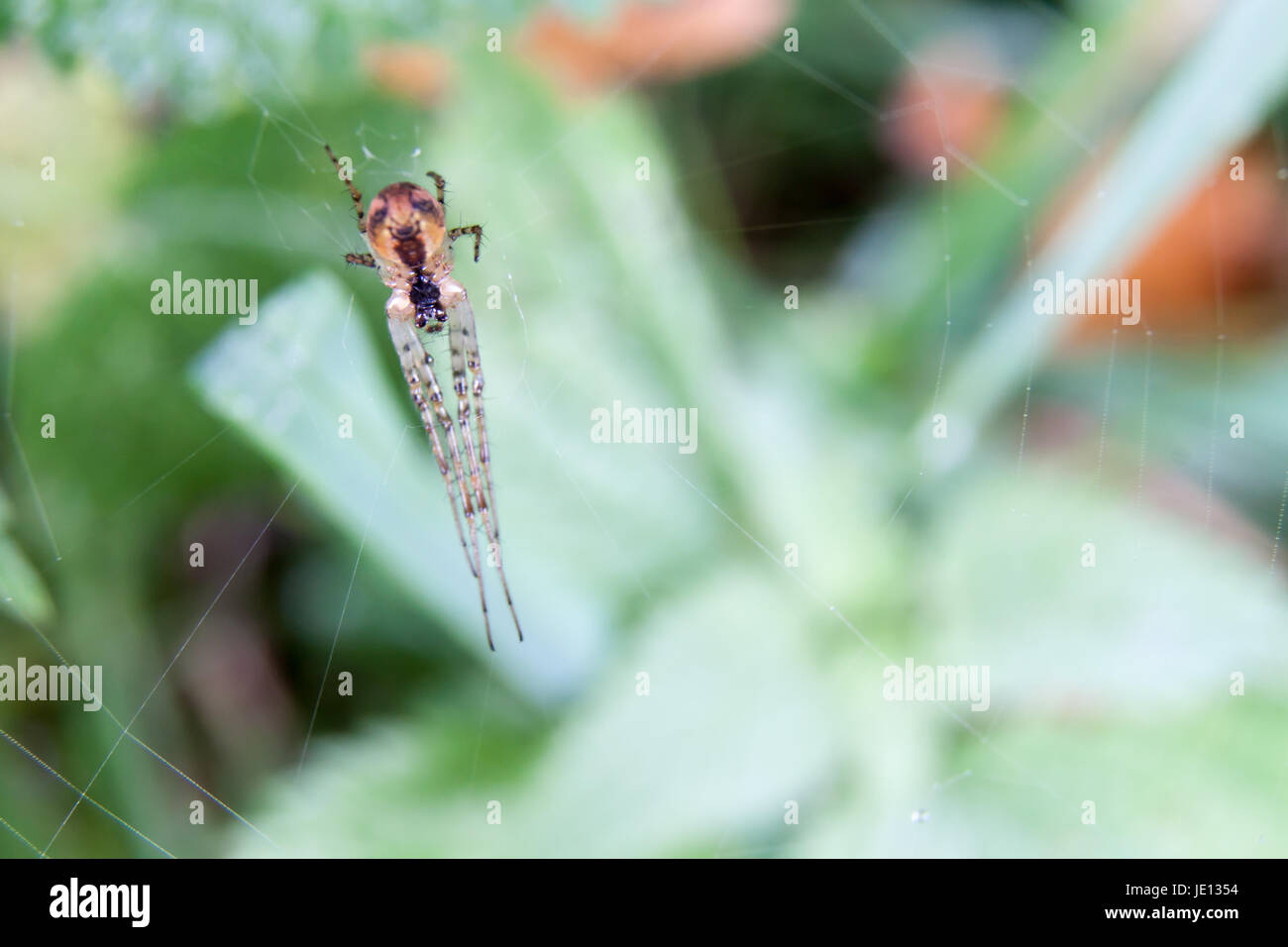 Spiders outstretched legs hi-res stock photography and images - Alamy