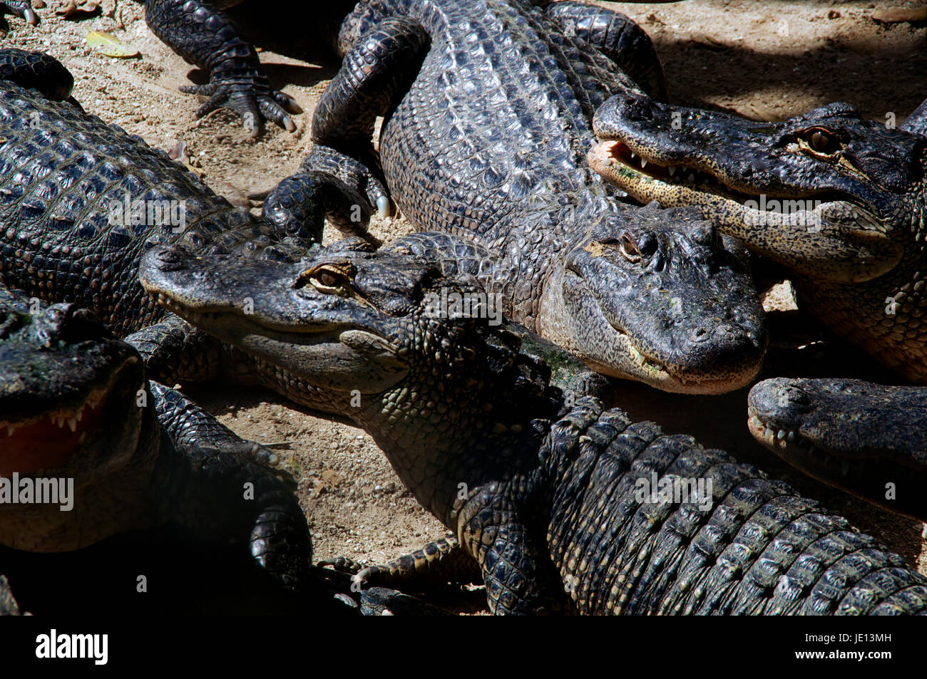 A group american alligators facing in all directions, laying in the ...