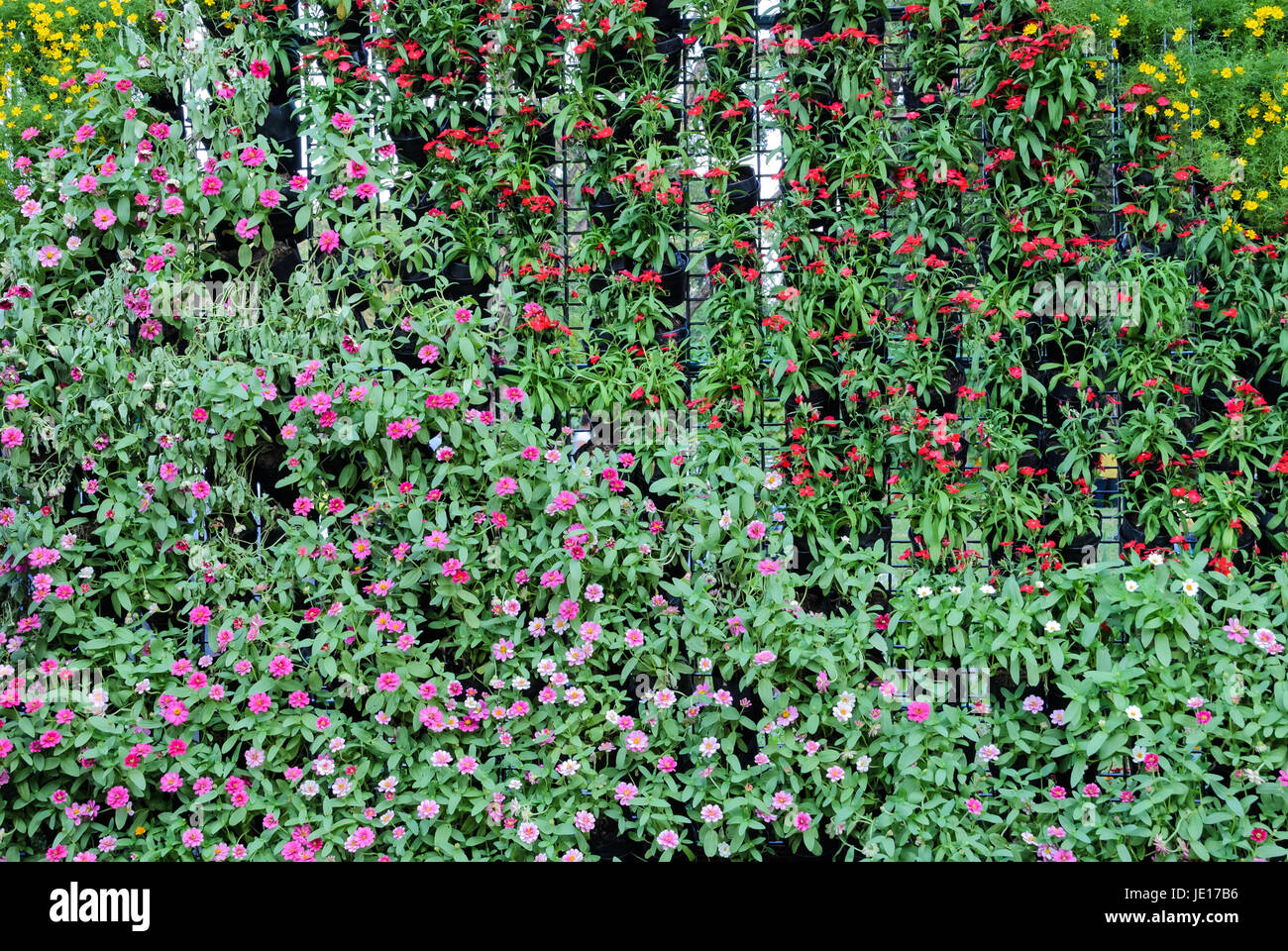 Flower of wedelia trilobata plant hi-res stock photography and images ...