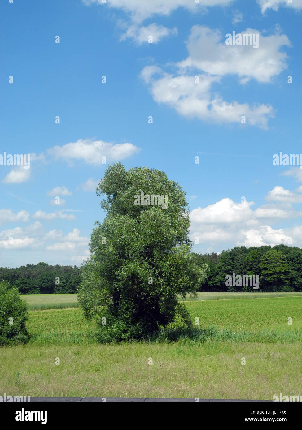 baum, feld, felder, acker, sommer, baum, bäume, busch, büsche ...