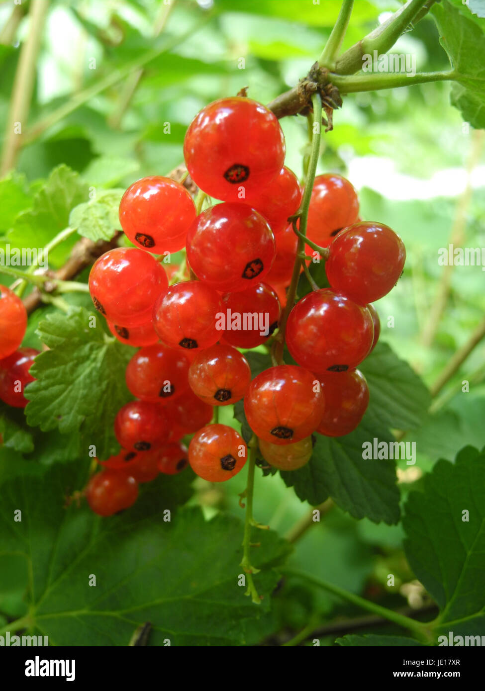Rote Johannisbeeren, Rote Johannisbeere, johannisbeere, johannisbeeren ...