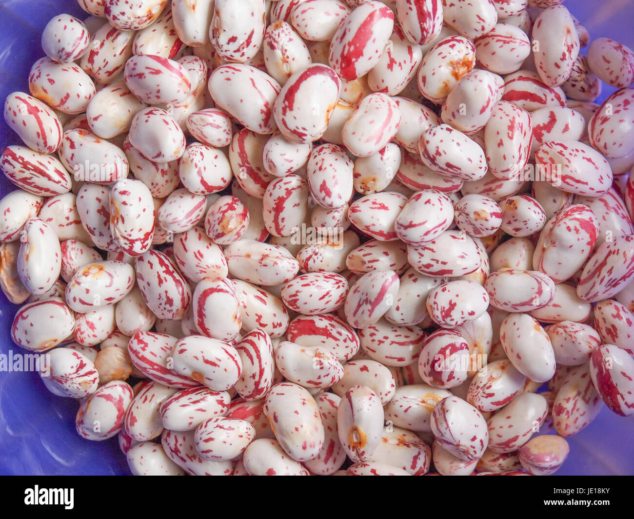 Cranberry variety of common beans aka Crimson bean or Borlotti bean or ...