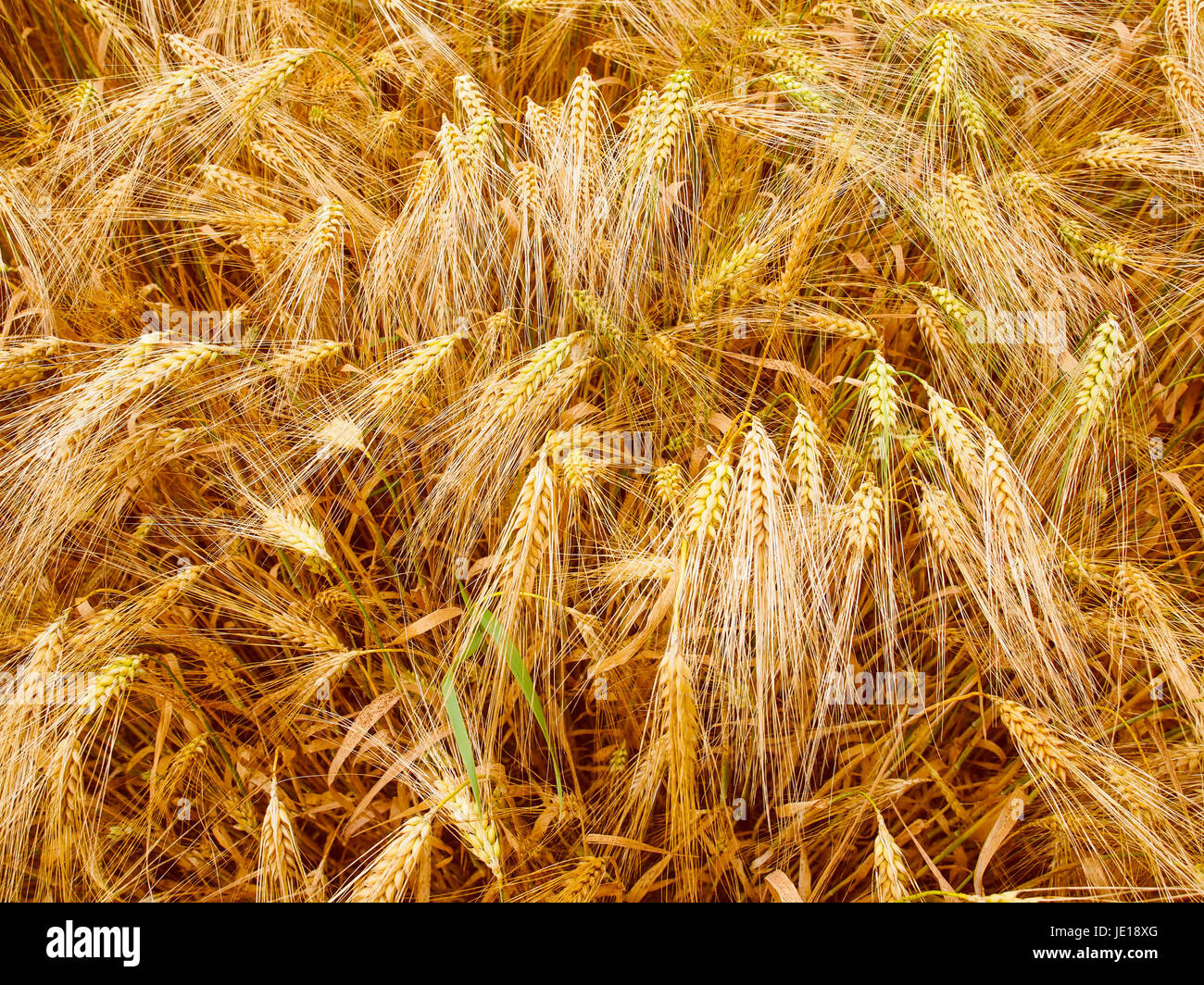 Vintage looking A barley corn field in Germany Europe Stock Photo - Alamy