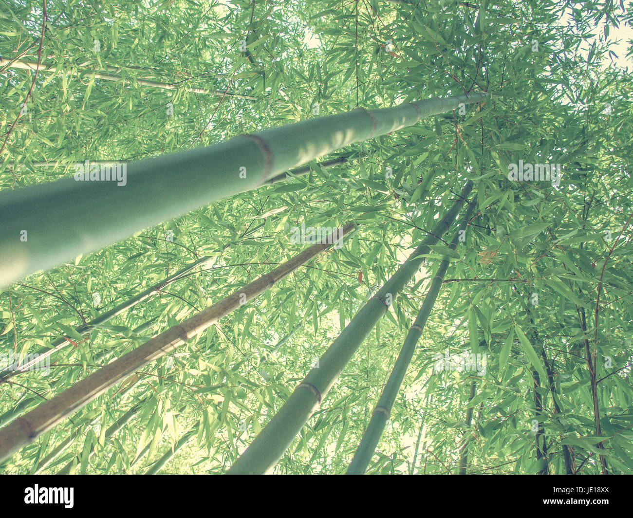 Vintage looking Bamboo plants forest aka Plantae Angiosperms Monocots ...