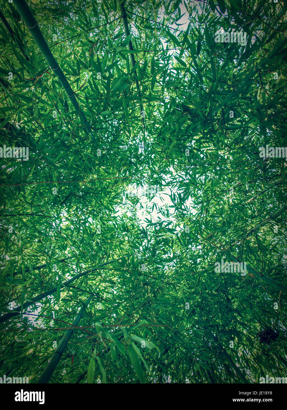 Vintage looking Bamboo plants forest aka Plantae Angiosperms Monocots ...