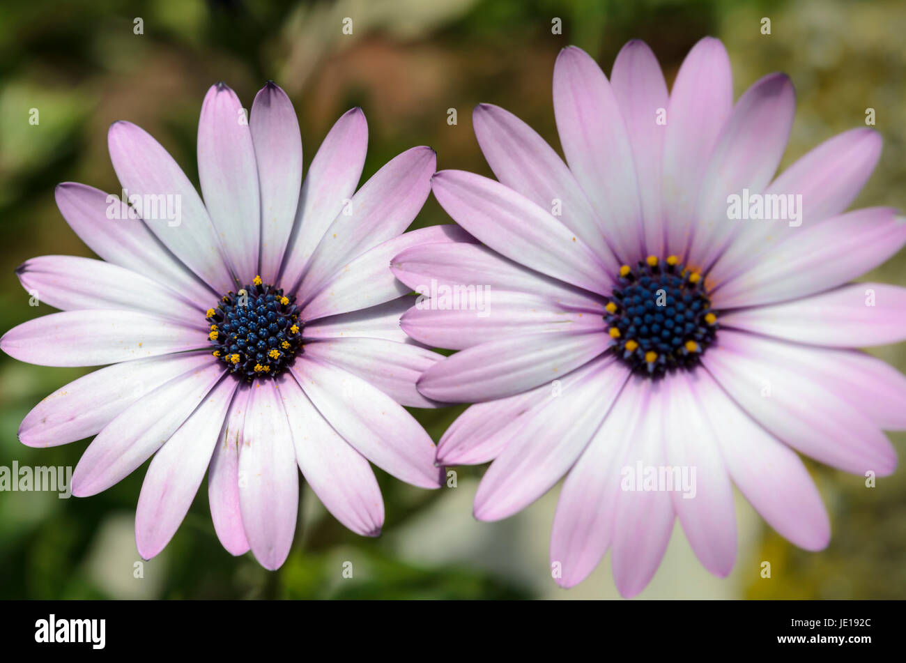 Summer meadow with violet daisies blooming Stock Photo - Alamy
