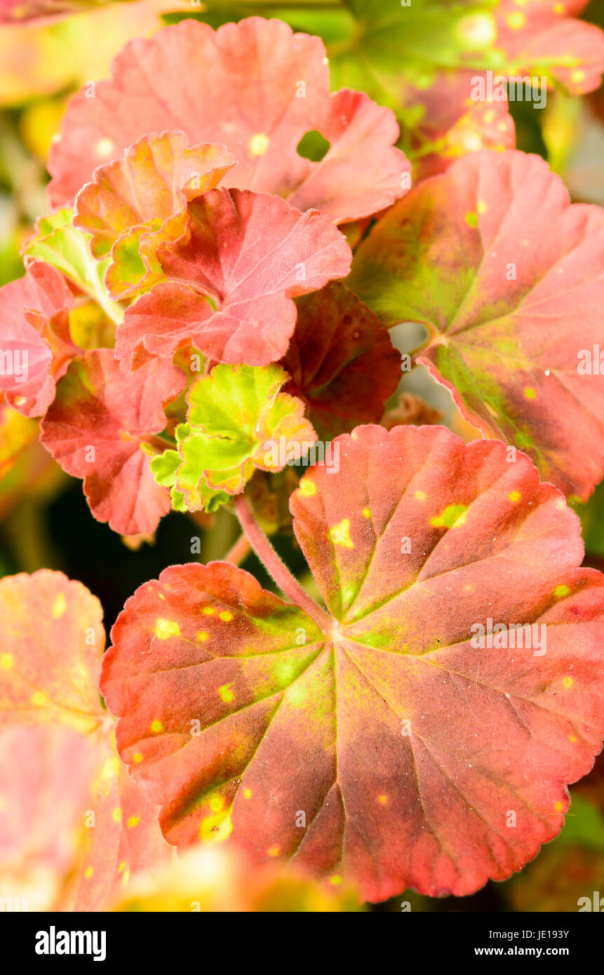 Variegated leaf geranium hi-res stock photography and images - Alamy