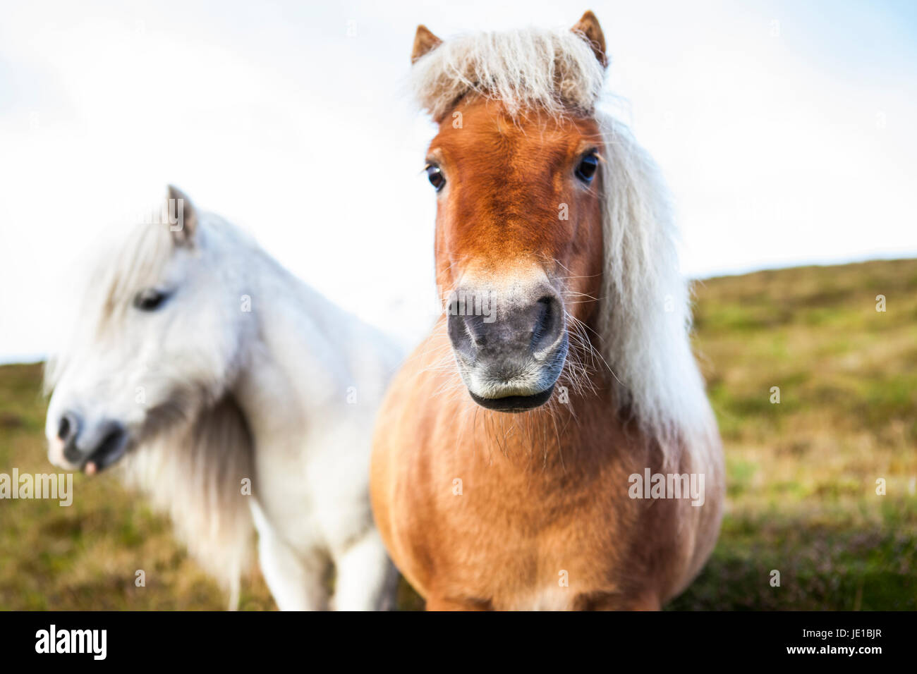 Wild Shetland Ponies, Shetland Islands, Uk Stock Photo - Alamy