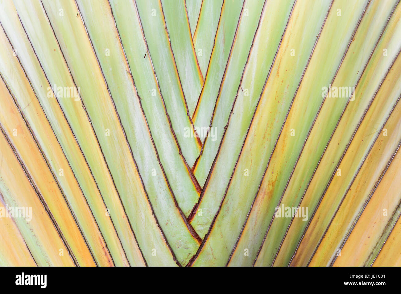 Texture of tree bark. Palm tree. Background. Pattern of tropical Palm ...