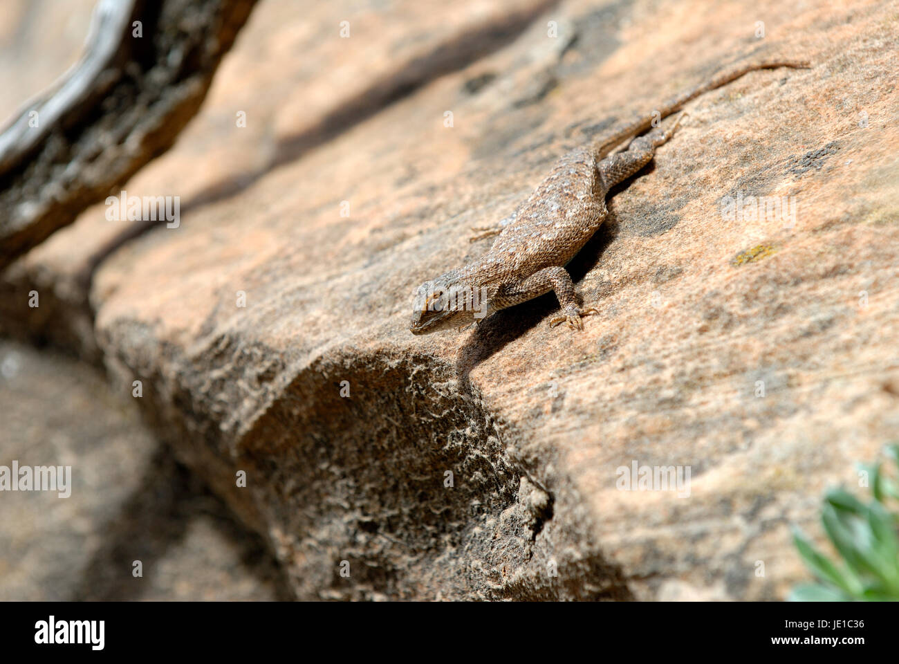 Fat lizard hi-res stock photography and images - Alamy
