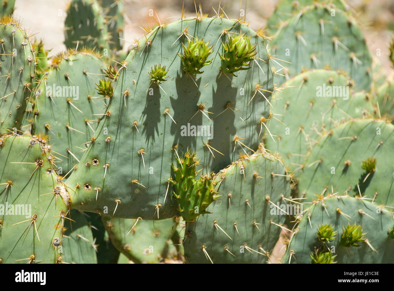 Prickly pear cactus image taken just before the flowers started to ...