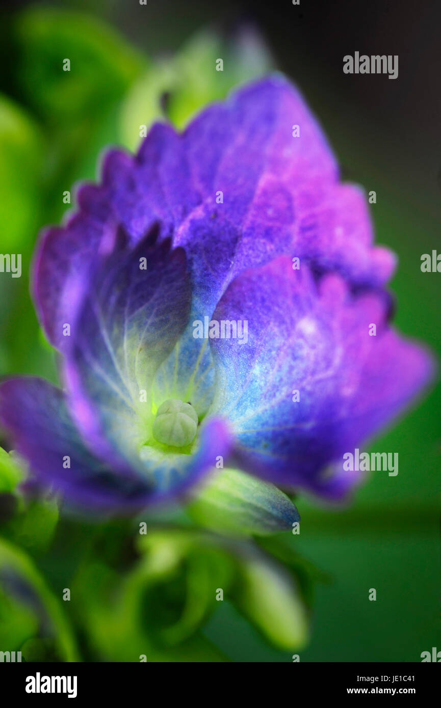 Blue evergreen hydrangea flowers hi-res stock photography and images ...
