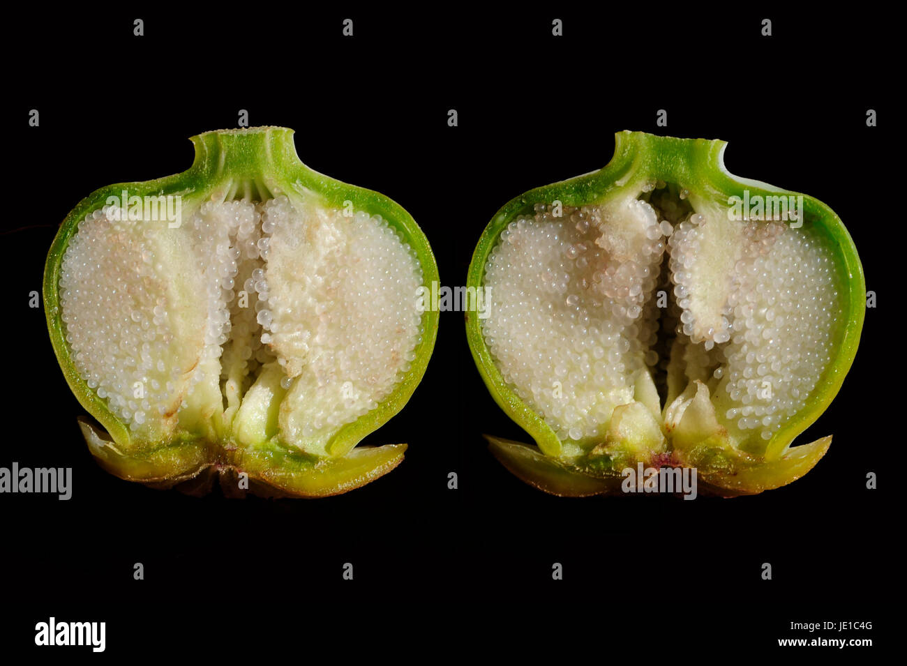 Opium poppy seed pods hi-res stock photography and images - Alamy