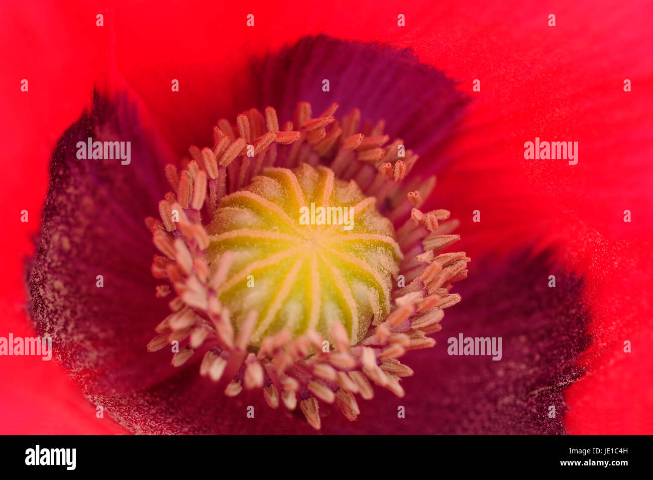 Bright red petals decoratively surround the Turkish poppy seed pod in ...