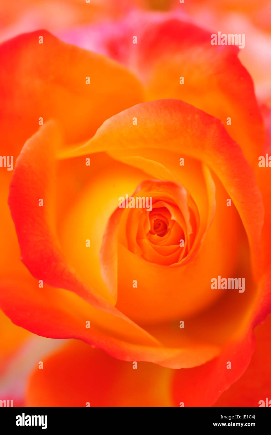 Rosebud close up hi-res stock photography and images - Alamy