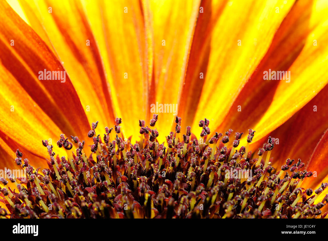 Angle flower hi-res stock photography and images - Alamy