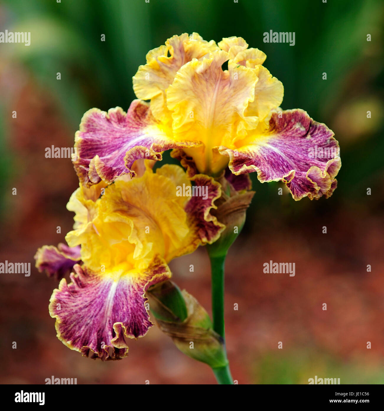 Iris in bloom Stock Photo - Alamy