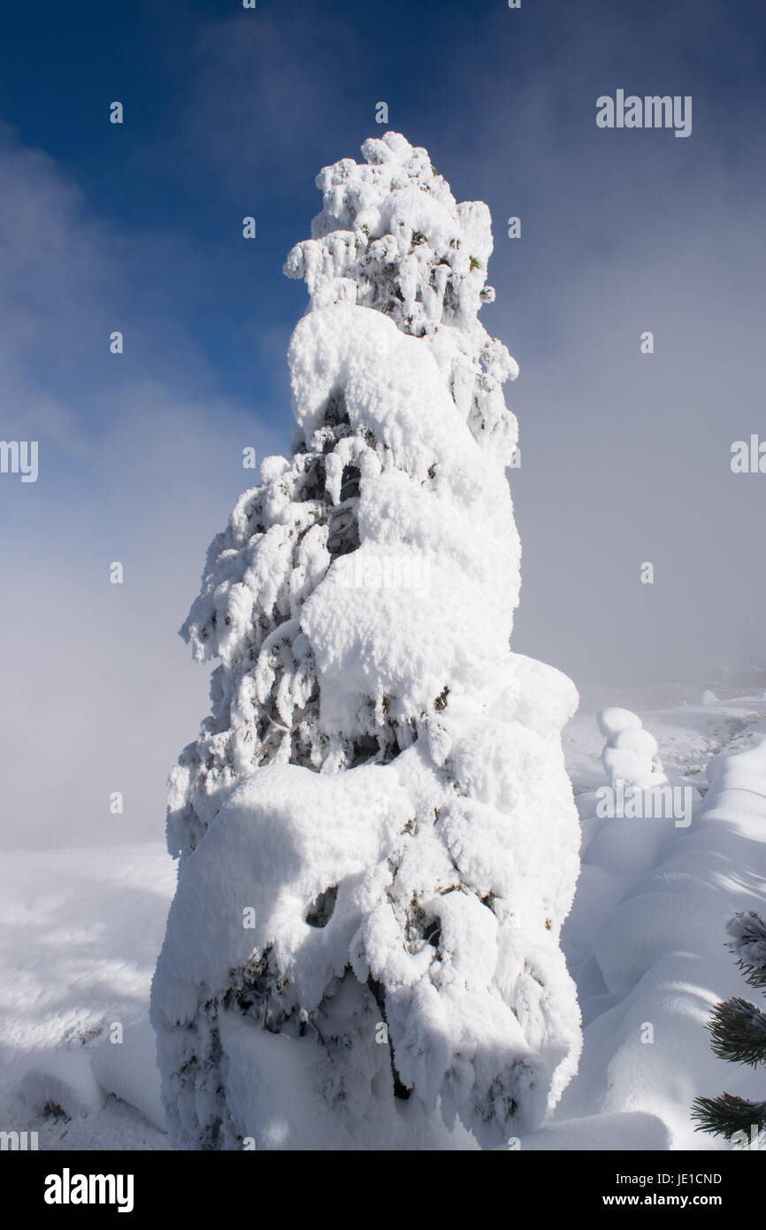 snow-capped tree in Yellowstone Stock Photo - Alamy