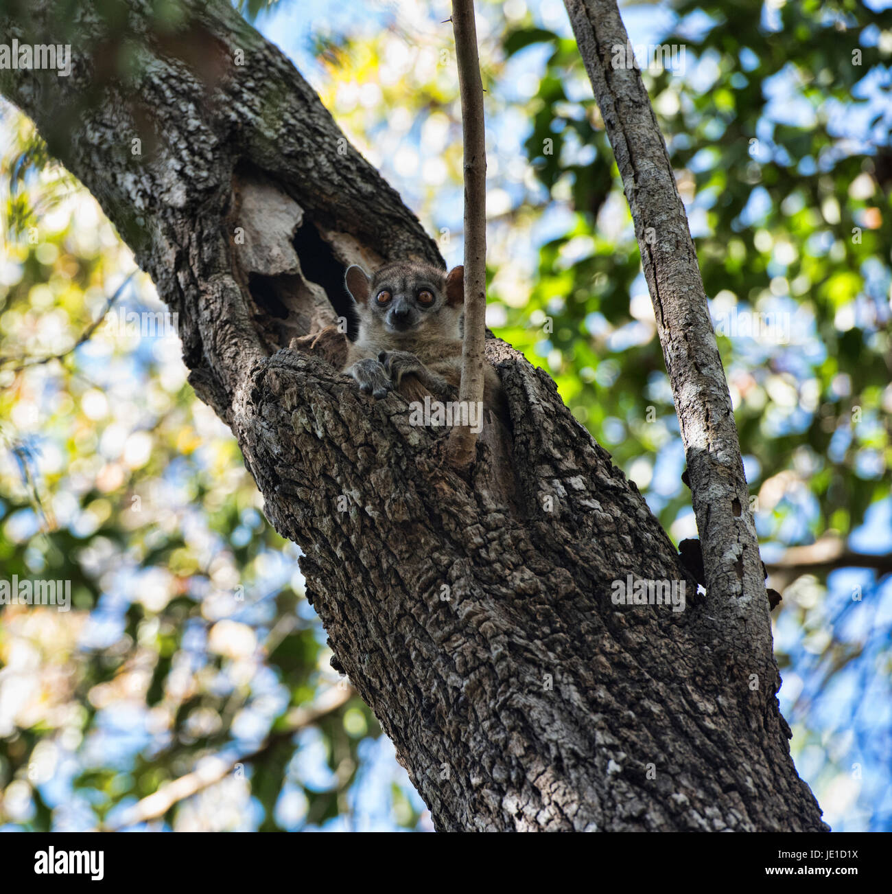 Red-tailed sportive lemur (Lepilemur ruficaudatus), Kirindy National ...