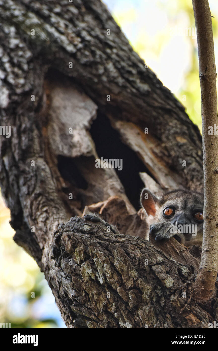 Red-tailed sportive lemur (Lepilemur ruficaudatus), Kirindy National ...