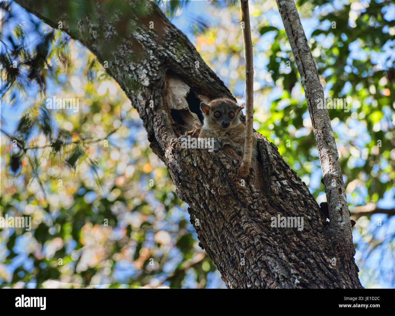 Red-tailed sportive lemur (Lepilemur ruficaudatus), Kirindy National ...