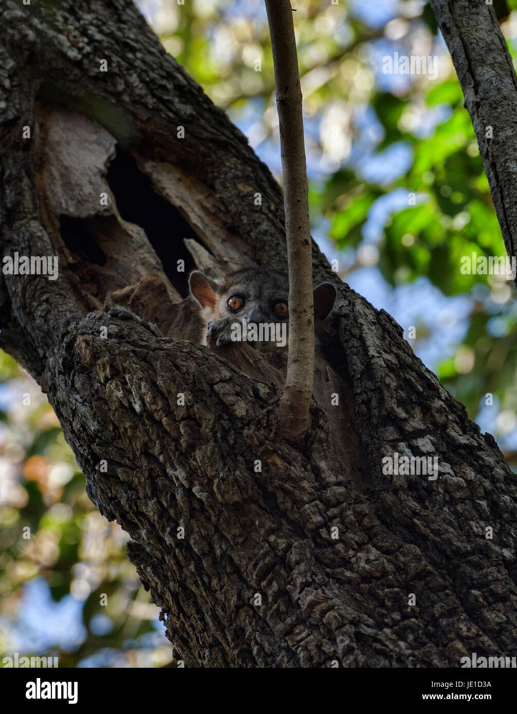 Red-tailed sportive lemur (Lepilemur ruficaudatus), Kirindy National ...