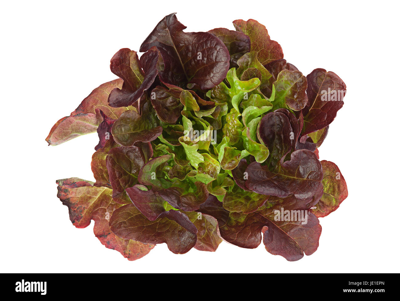 Oakleaf Lettuce High Resolution Stock Photography and Images - Alamy