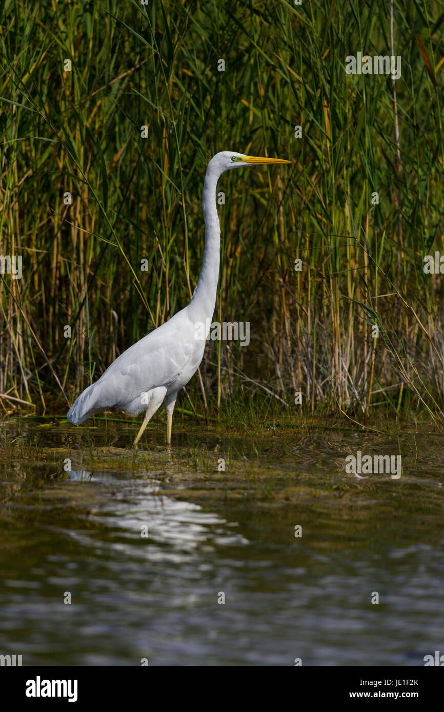 natural great white egret (egret alba) standing in water in sunshine ...