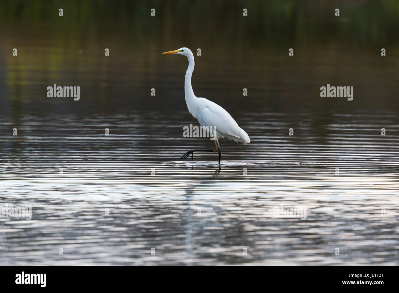 natural great white egret (egretta alba) walking and wading in water ...