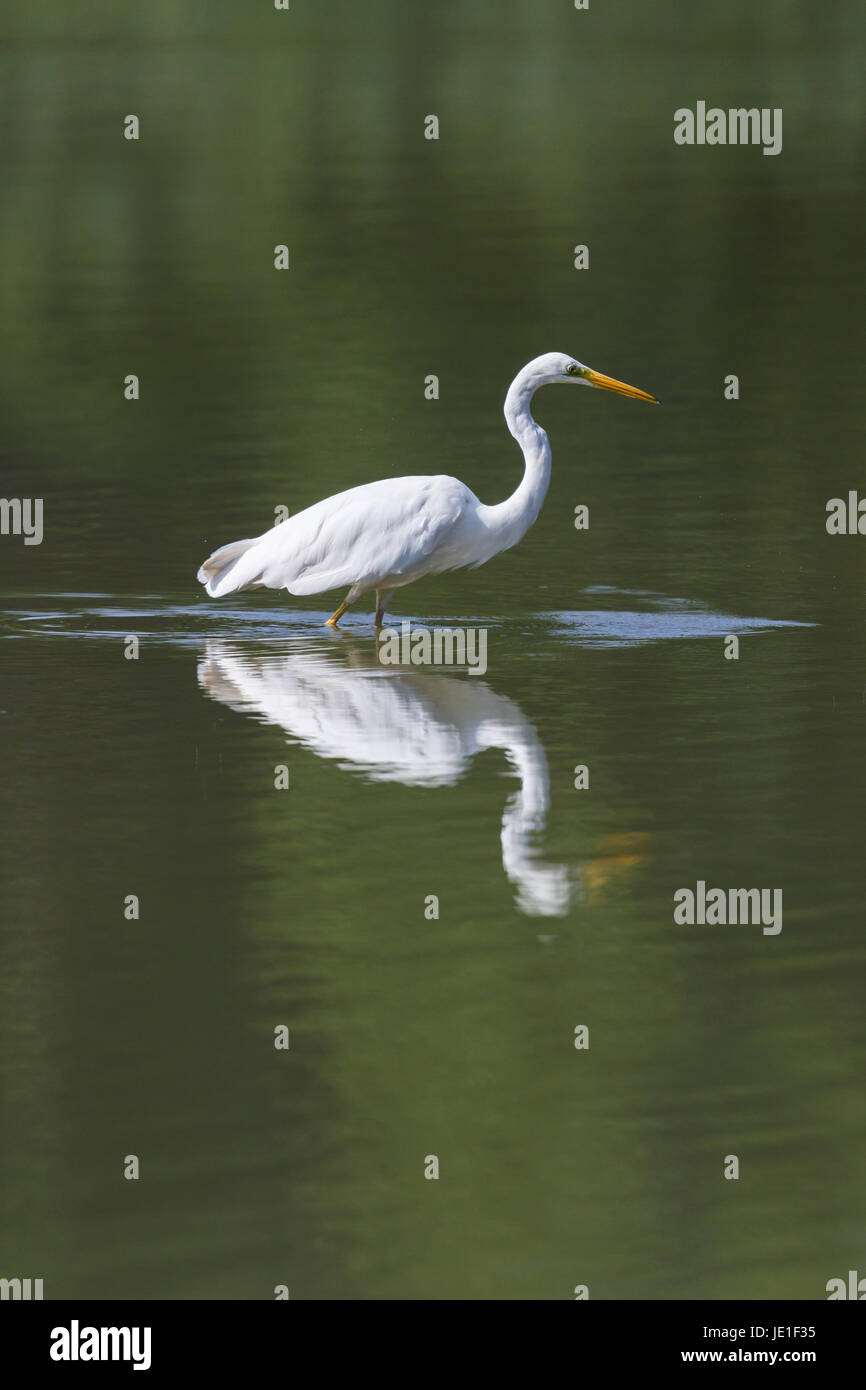 mirrored natural great white egret (egretta alba) standing in green ...