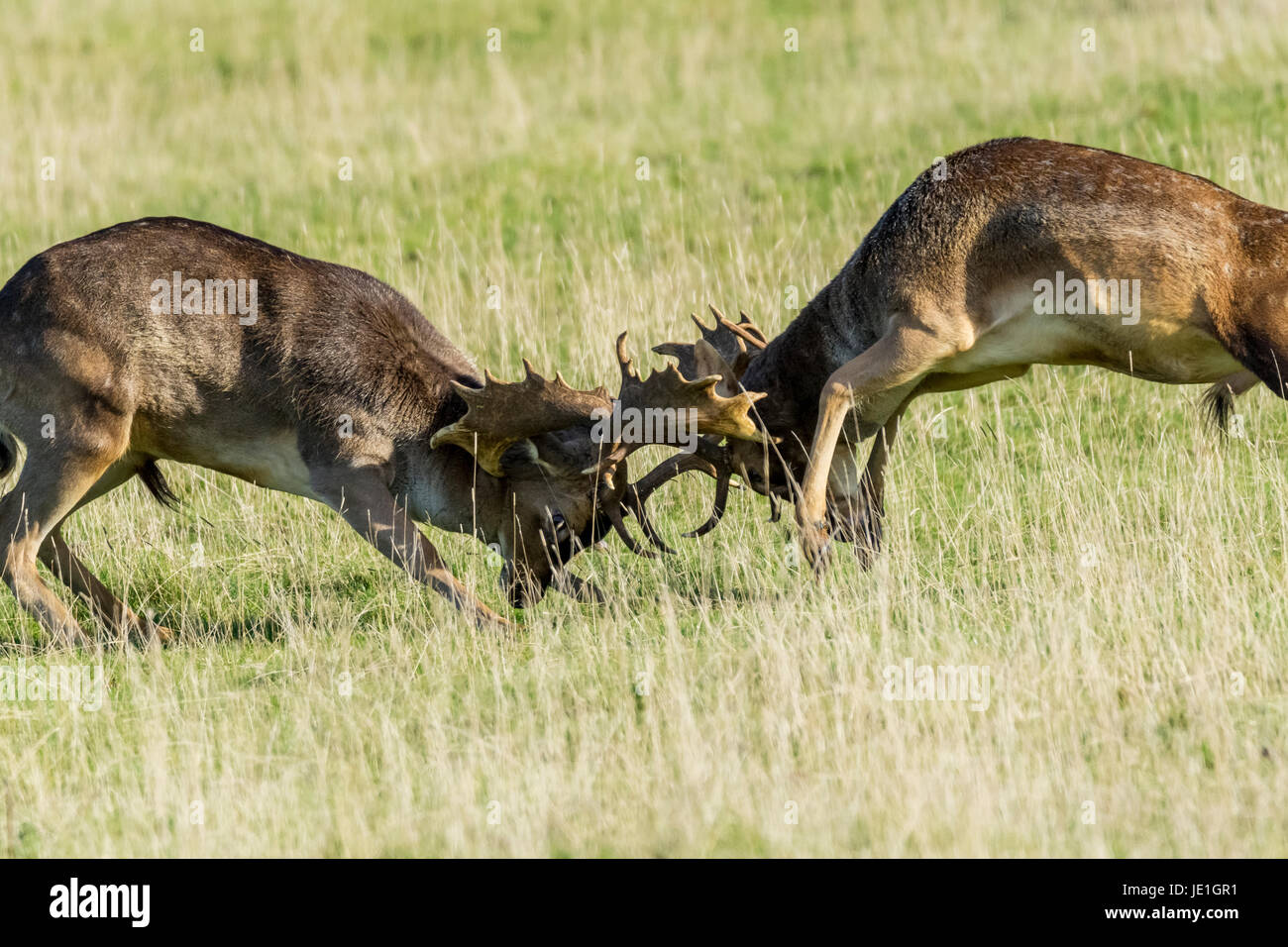 Rutting Fallow Deer Stock Photo - Alamy