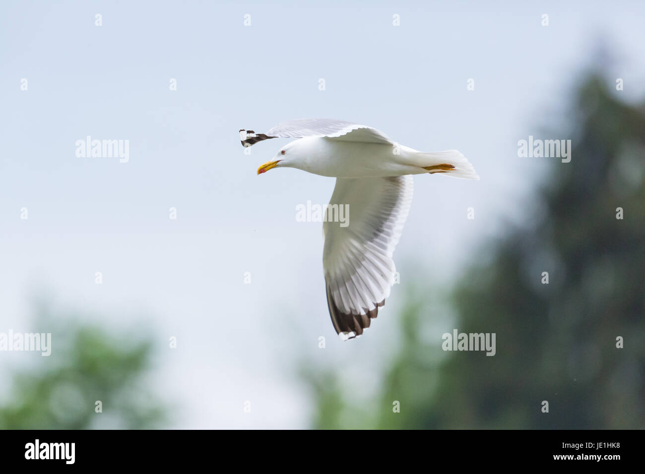 portrait of natural yellow-legged gull (larus michahellis) in flight ...